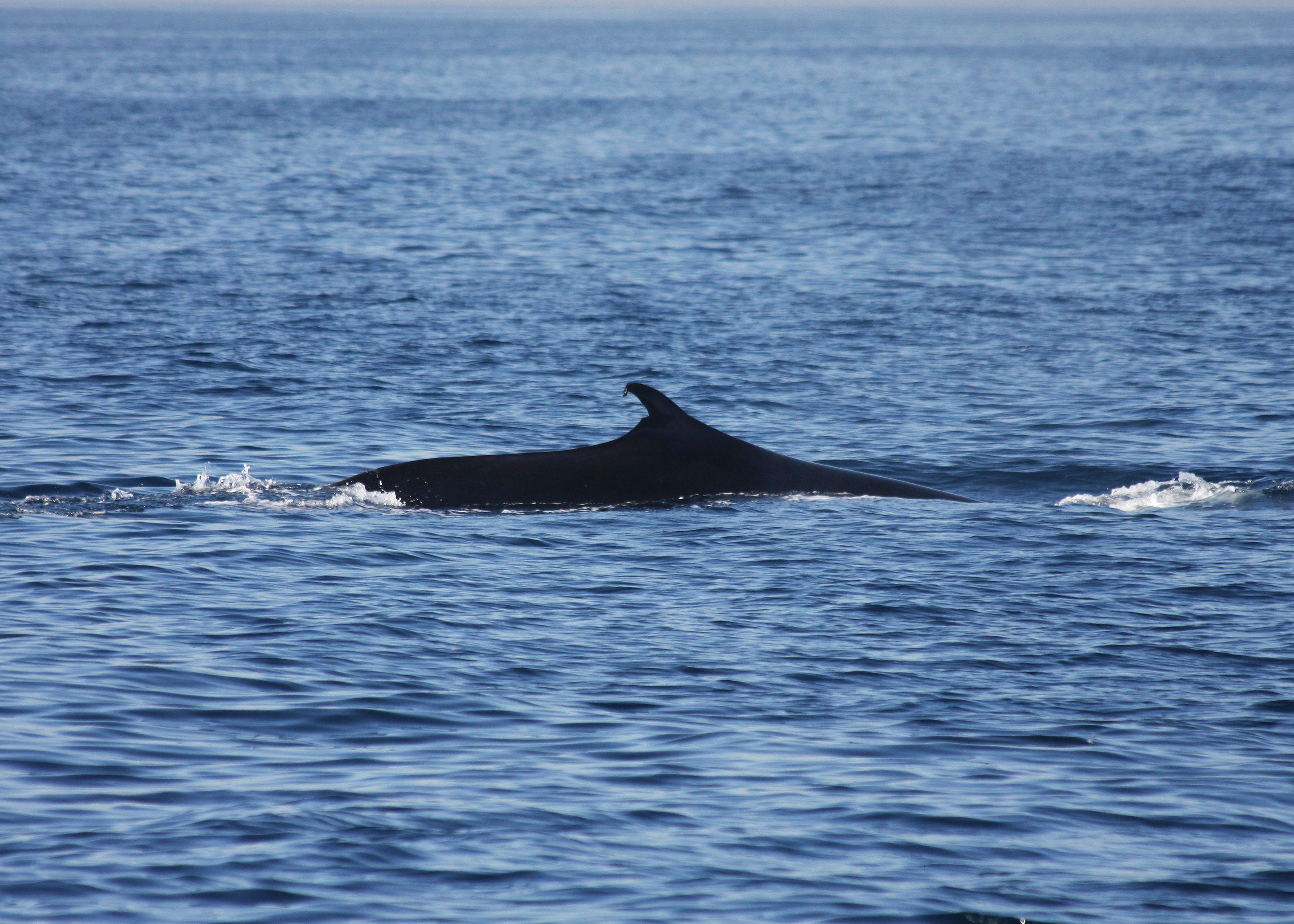 Fin Whale, Balaenoptera physalus